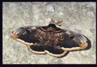 Pamperis – The butterflies of Greece