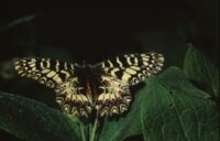 Pamperis – The butterflies of Greece