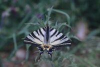 Pamperis – The butterflies of Greece