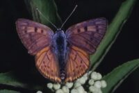 Pamperis – The butterflies of Greece