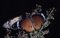 Pamperis – The butterflies of Greece