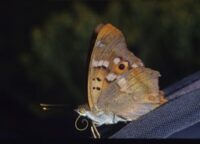 Pamperis – The butterflies of Greece