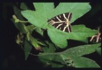 Pamperis – The butterflies of Greece