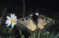 Pamperis – The butterflies of Greece