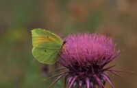 Pamperis – The butterflies of Greece