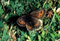 Pamperis – The butterflies of Greece