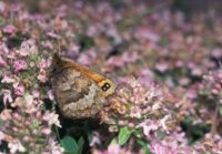 Pamperis – The butterflies of Greece