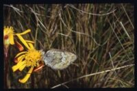 Pamperis – The butterflies of Greece