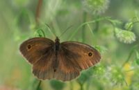 Pamperis – The butterflies of Greece