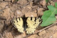 Pamperis – The butterflies of Greece