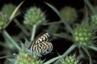 Pamperis – The butterflies of Greece