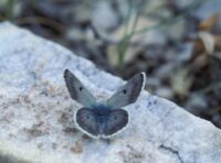 Pamperis – The butterflies of Greece