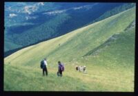 Pamperis – The butterflies of Greece