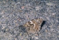 Pamperis – The butterflies of Greece