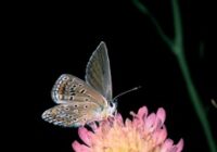 Pamperis – The butterflies of Greece