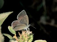 Pamperis – The butterflies of Greece