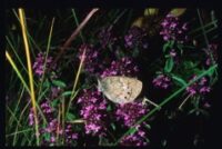 Pamperis – The butterflies of Greece