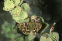 Pamperis – The butterflies of Greece