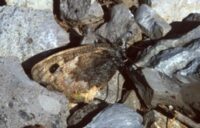 Pamperis – The butterflies of Greece