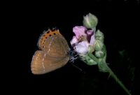 Pamperis – The butterflies of Greece