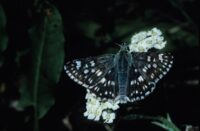 Pamperis – The butterflies of Greece