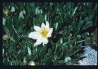 Pamperis – The butterflies of Greece