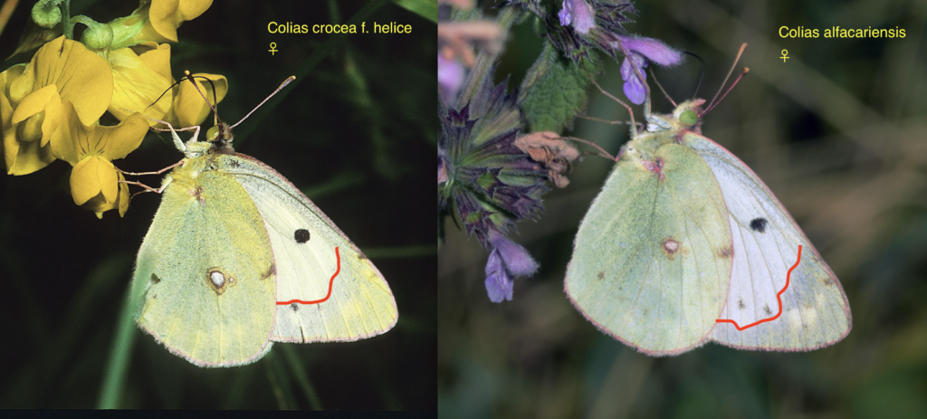 Colias alfacariensis, Colias crocea f. helice – Pamperis